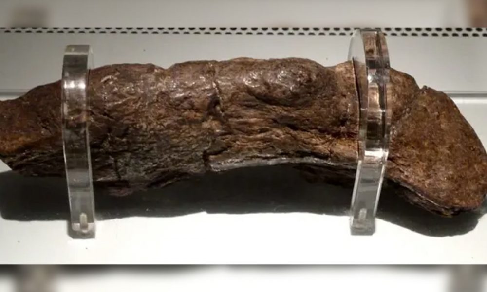 Exhiben en museo la popó humana más grande de la historia - Segundo a ...
