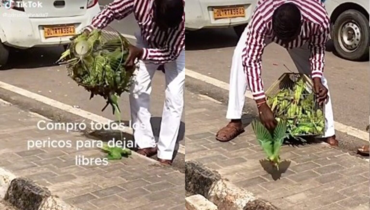(VIRAL) Hombre compra una jaula llena de pericos para dejarlos en ...