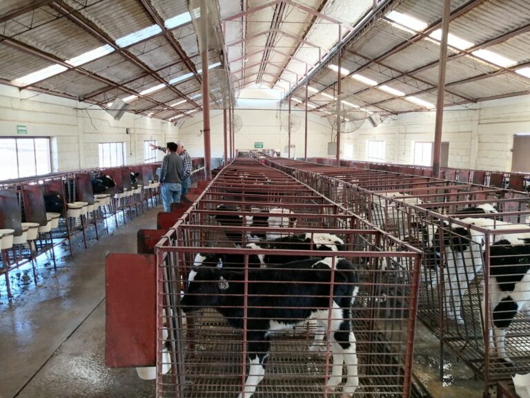 Abre SDR convocatoria de apoyos para la inseminación artificial de ...