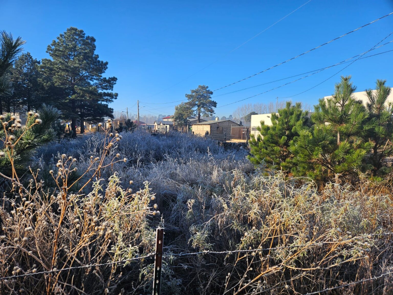 Intensas heladas cubren gran parte de Chihuahua con temperaturas bajo ...